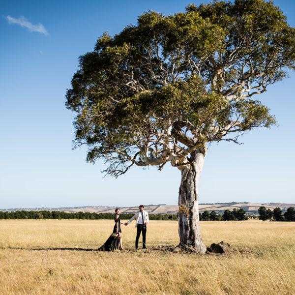 Gallery - Rocklea Farm